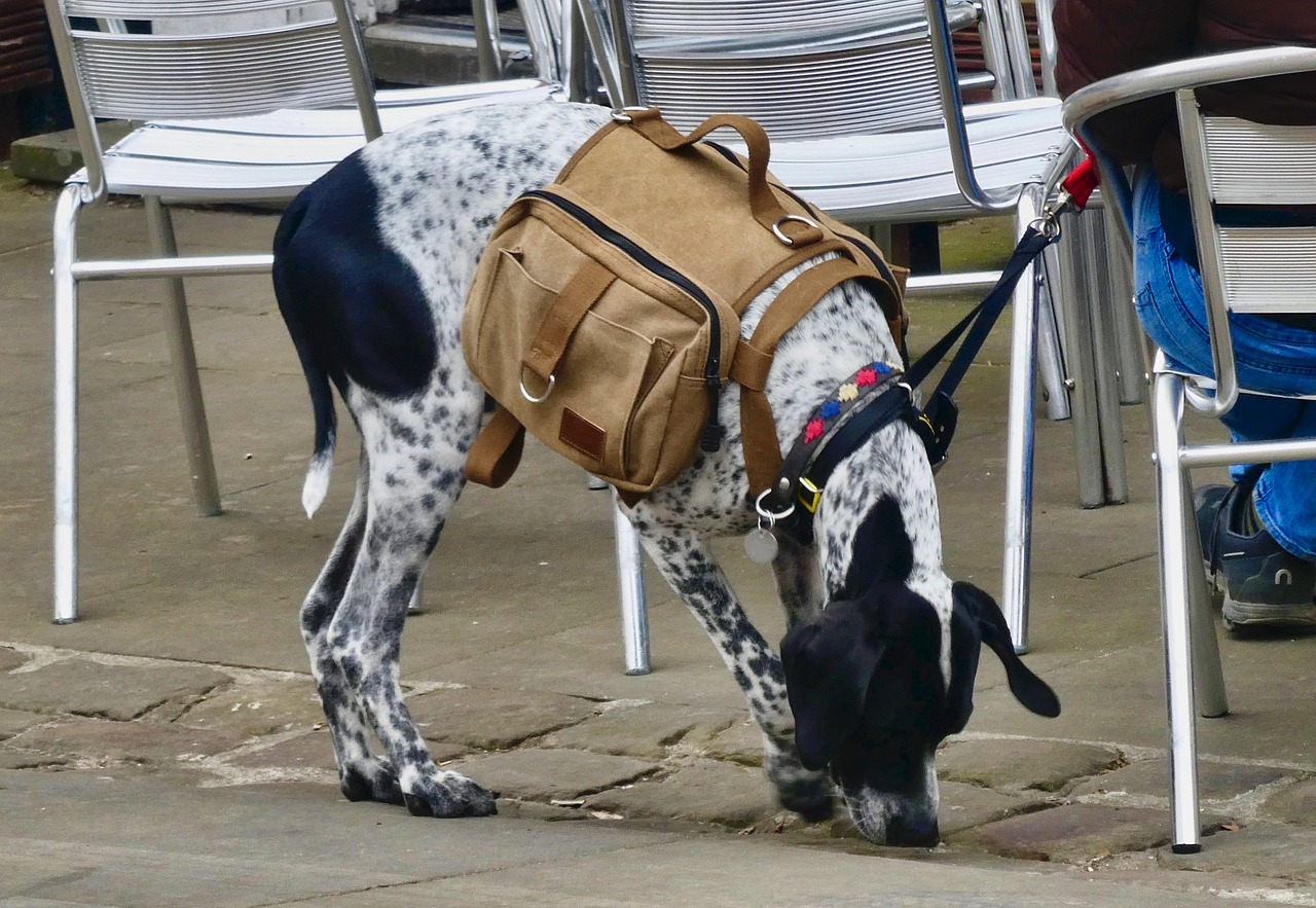 Chien Sac Transporteur - Photo gratuite sur Pixabay - Pixabay