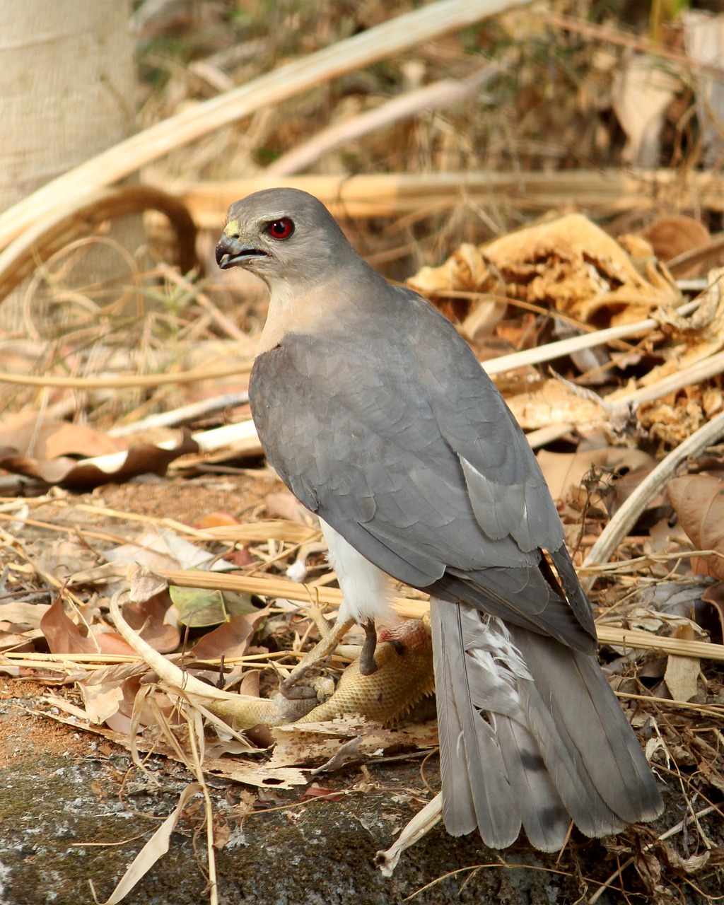 Kerala India Shikra Oriental - Free photo on Pixabay - Pixabay