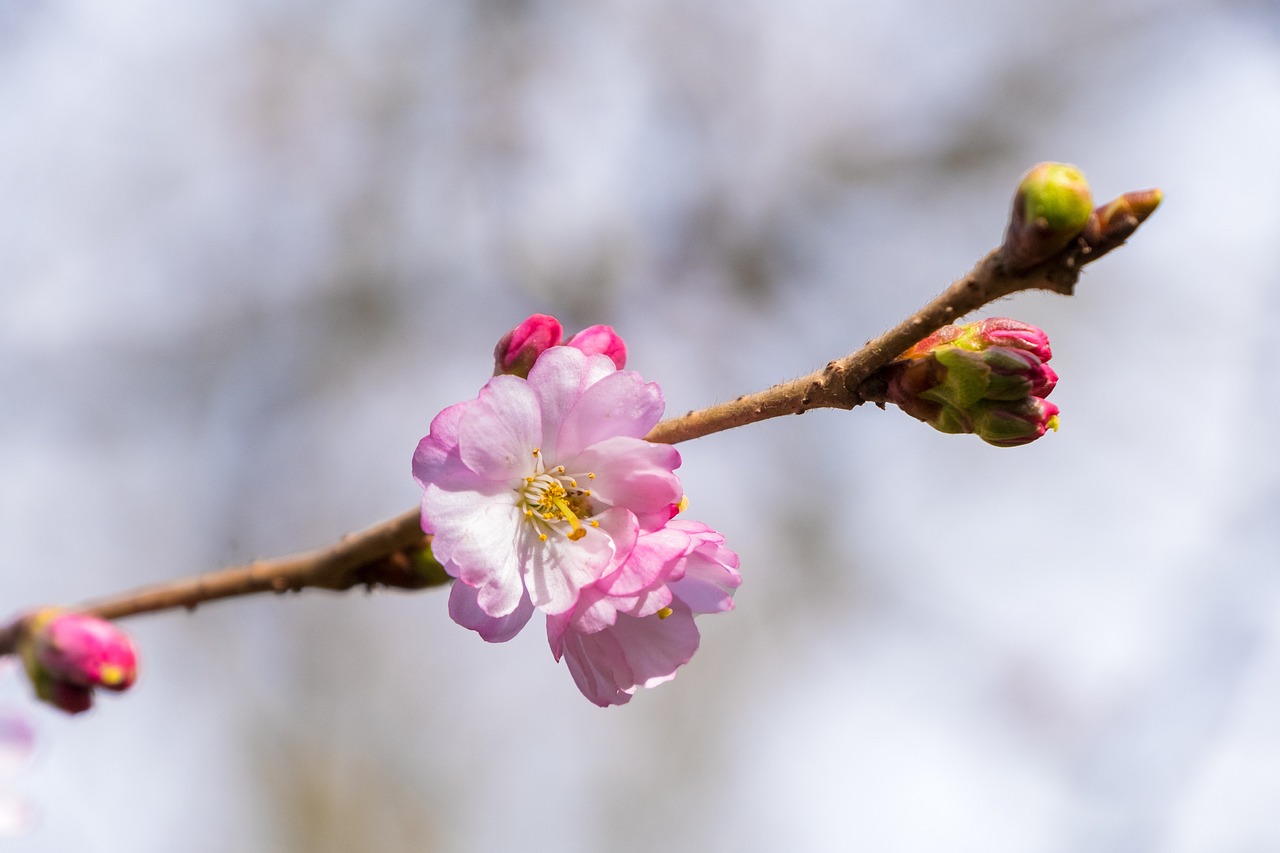 Page 2 - 200,000+ Free Cherry Blossom Branch & Cherry Blossom Images ...