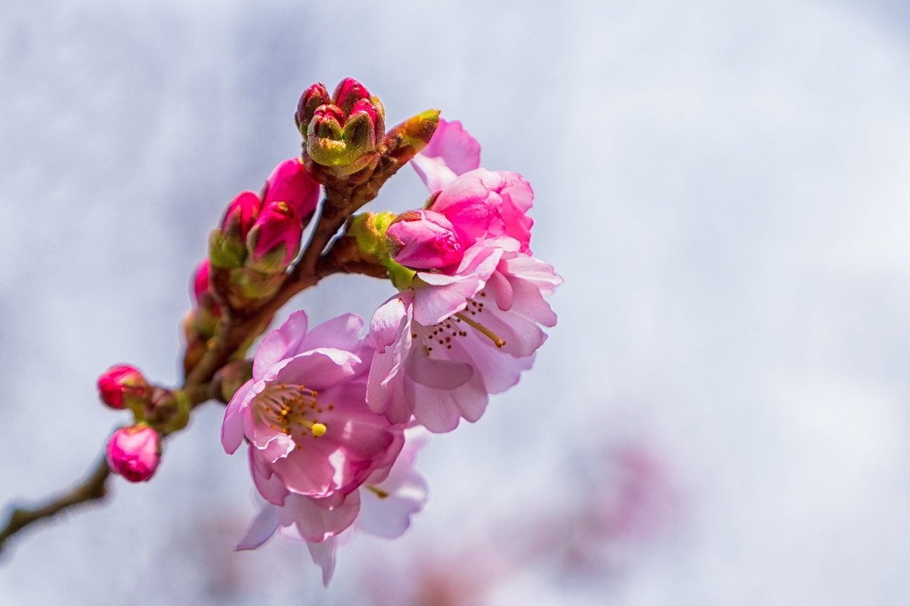 Flor De Cerezo Cereza Ornamental - Foto gratis en Pixabay - Pixabay