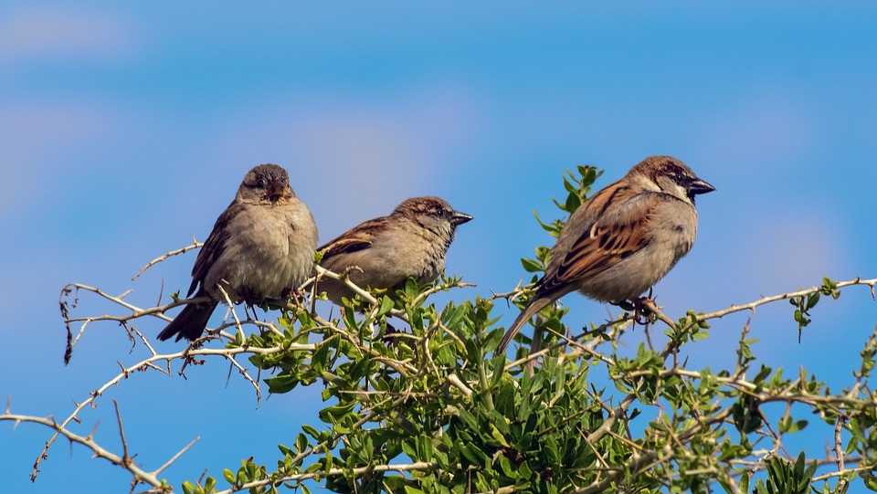 Moineaux Des Oiseaux Animaux - Photo gratuite sur Pixabay