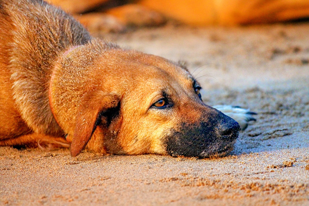 300+ Free Goa & Nature Photos - Pixabay