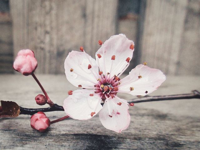 60+ gratis bilder av Blodplomme og Vår - Pixabay