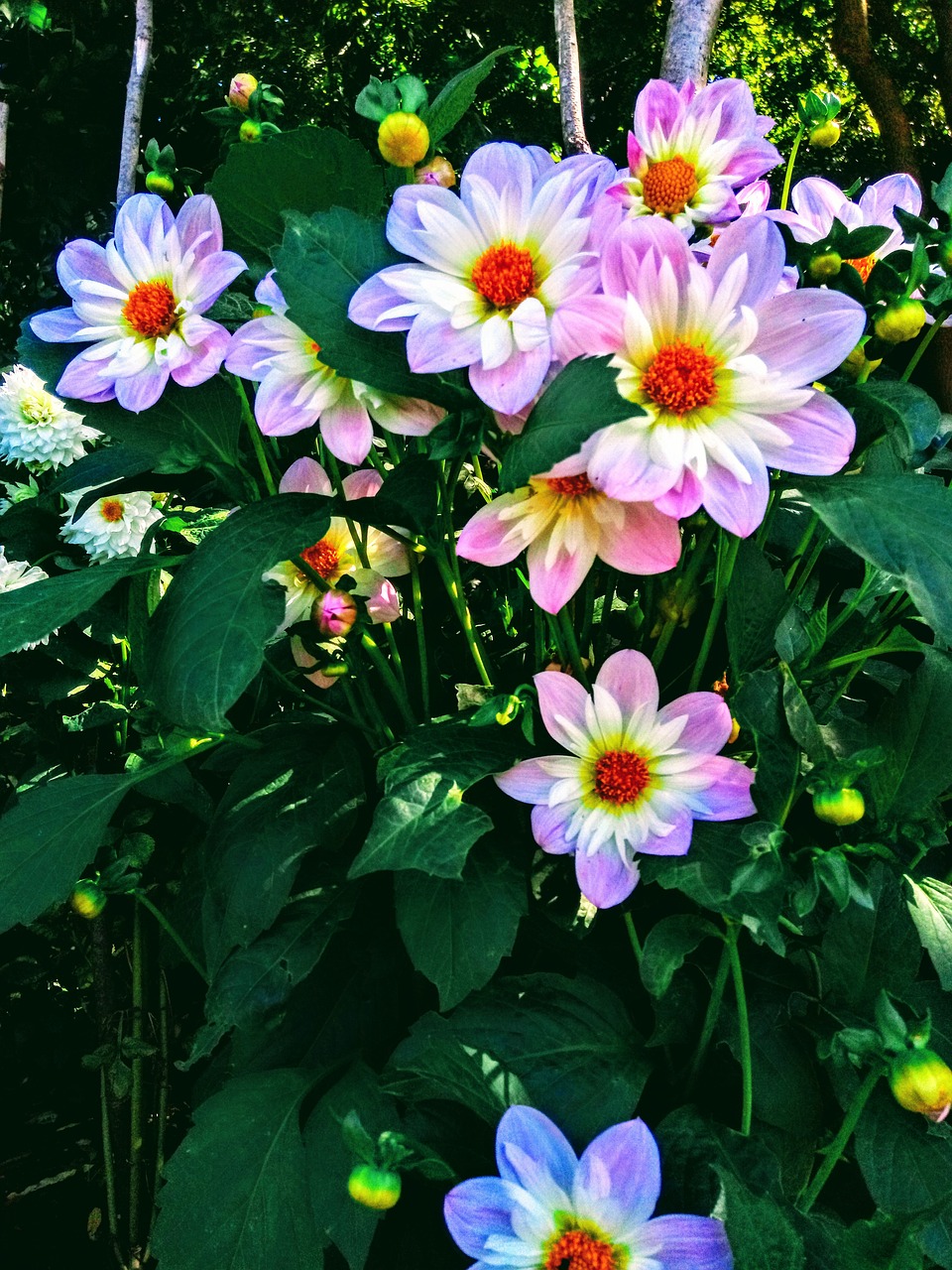 Flores Jardim Natureza - Foto gratuita no Pixabay - Pixabay
