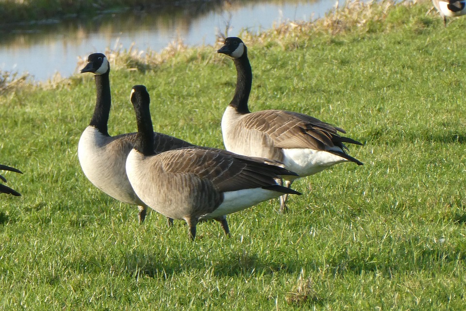 Canadian Geese Pasture - Free photo on Pixabay - Pixabay
