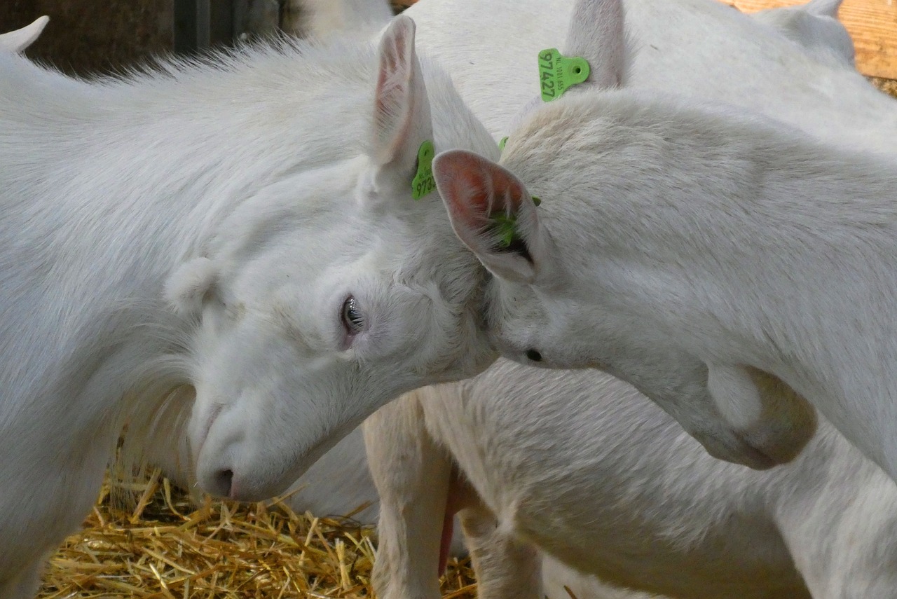 Goats Headbutt Mammal Goat - Free photo on Pixabay - Pixabay