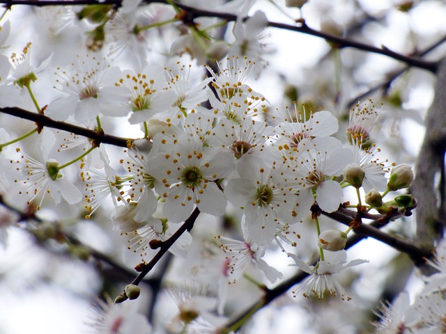March Flowering Nature - Free photo on Pixabay