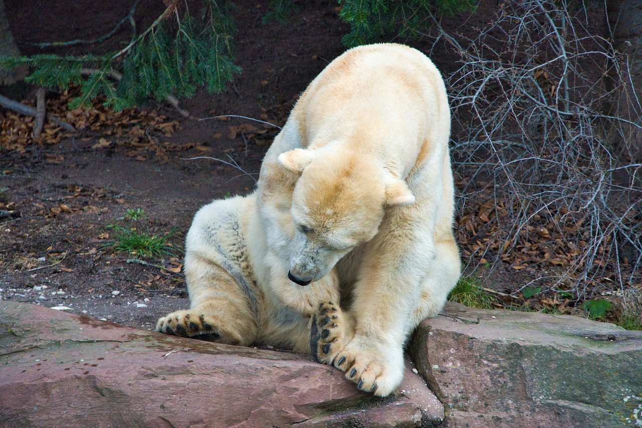 Icebear Bear Zoo - Free photo on Pixabay - Pixabay