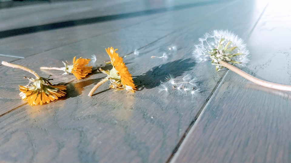 希望花 花 愿望 - Pixabay上的免费照片 - Pixabay