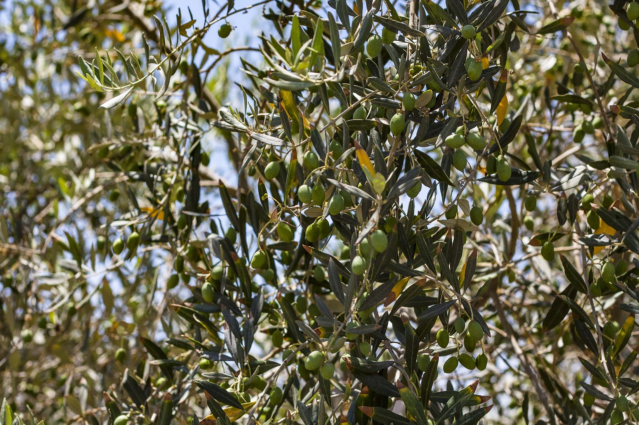 Olives Tree Israel - Free photo on Pixabay