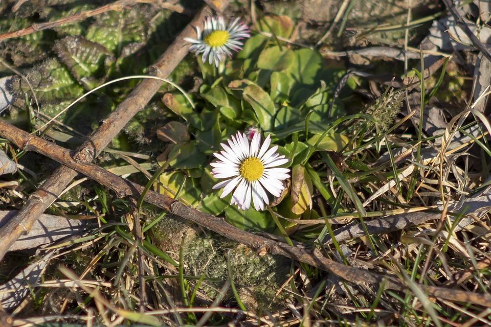Fleur De Prairie Fleurs - Photo gratuite sur Pixabay - Pixabay