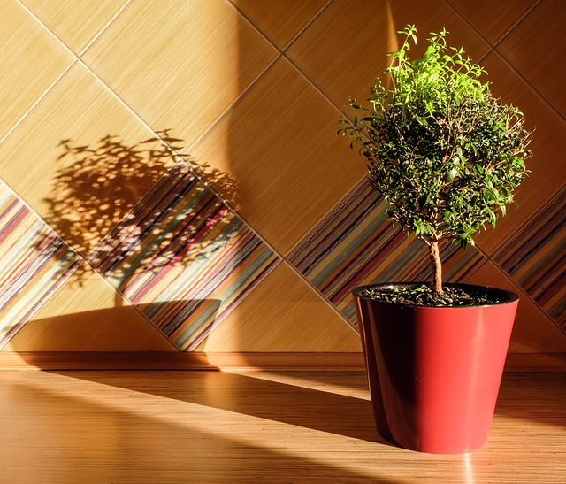 Plante Fleur Pot De - Photo gratuite sur Pixabay - Pixabay