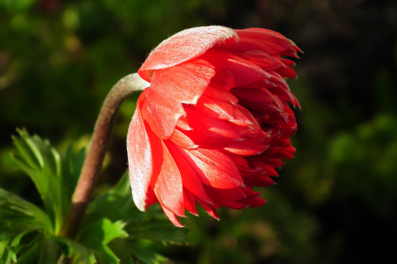 Anemone Flower Red - Free photo on Pixabay - Pixabay