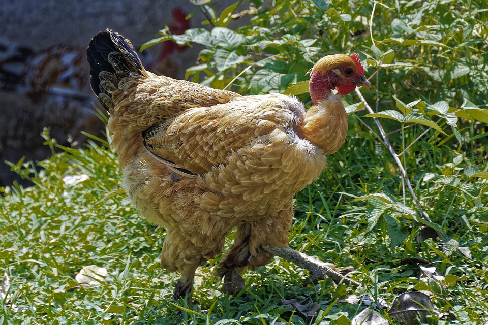 Chicken Bird Animal - Free photo on Pixabay - Pixabay