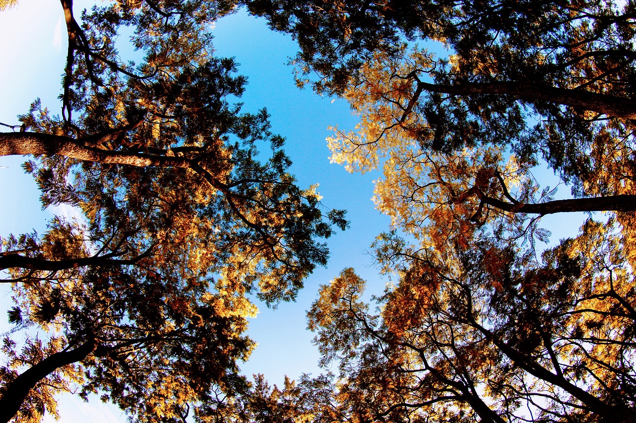 Automne Arbre Forêt - Photo gratuite sur Pixabay - Pixabay