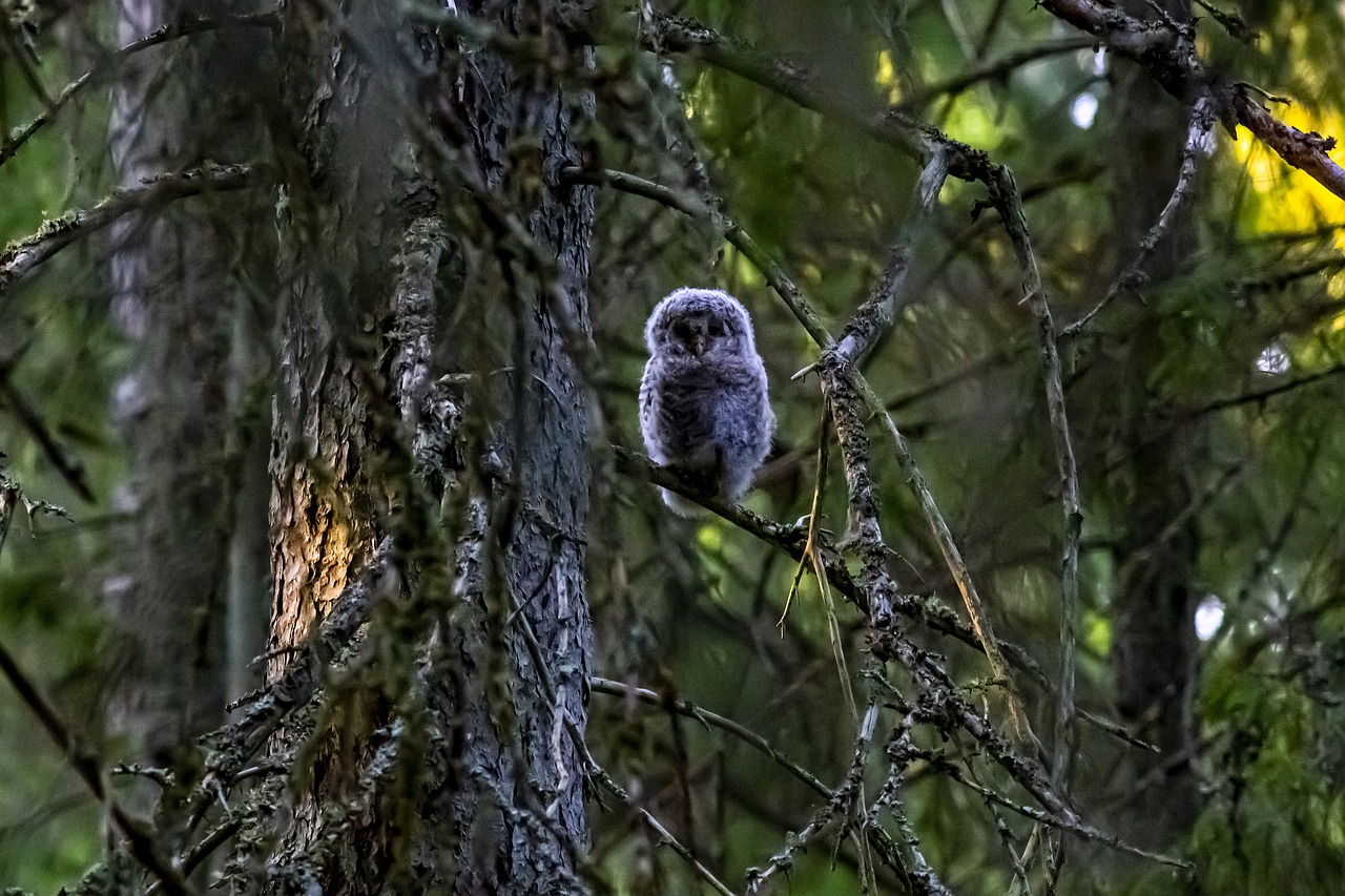 Ural Owl Strix Uralensis Bird - Free photo on Pixabay