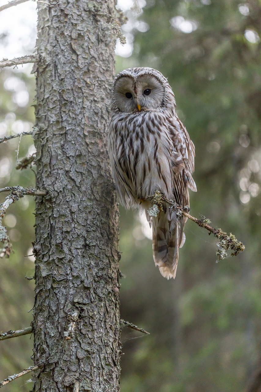 Ural Owl Strix Uralensis Bird - Free photo on Pixabay