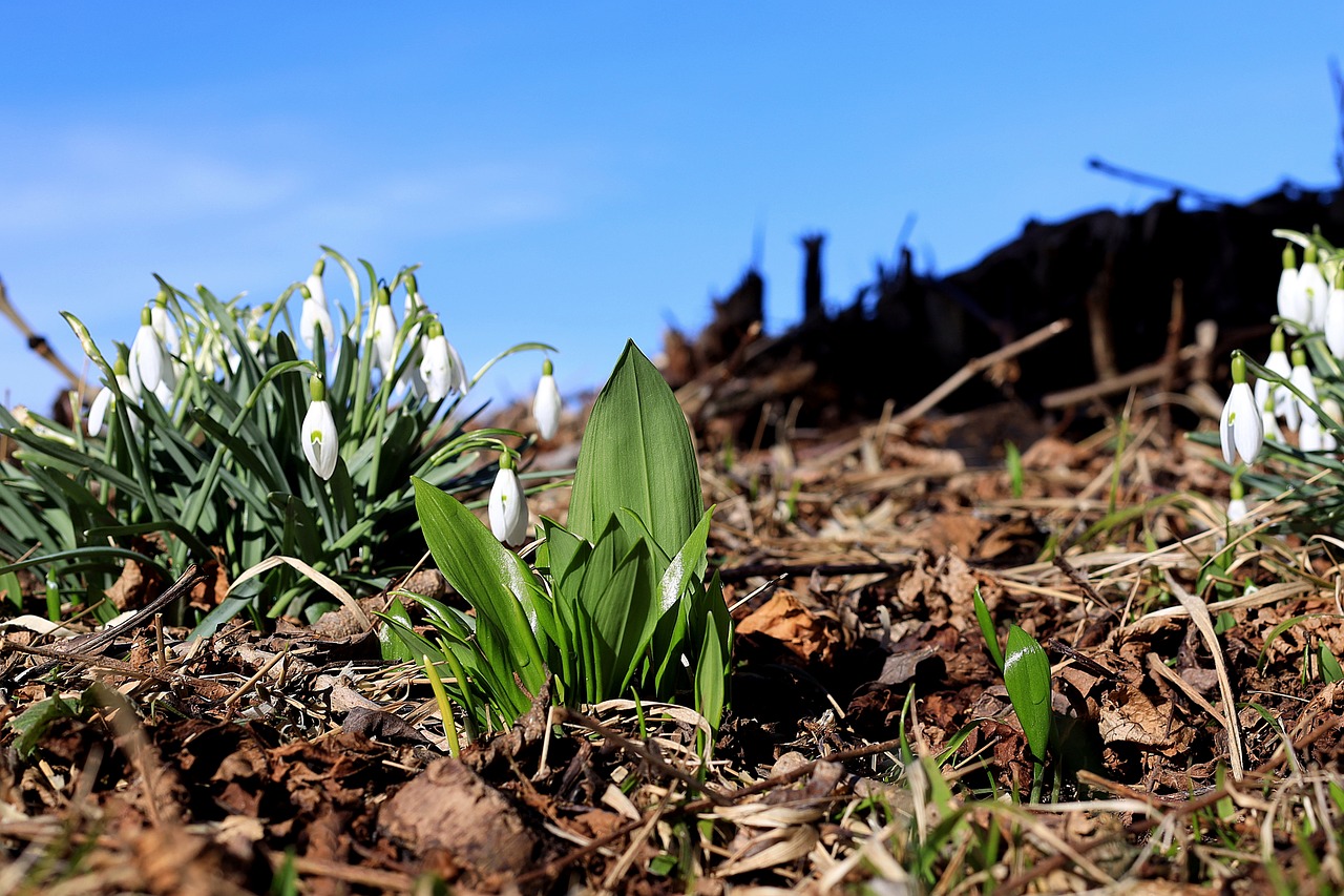 Wild Garlic Spring Herbs Forest - Free photo on Pixabay