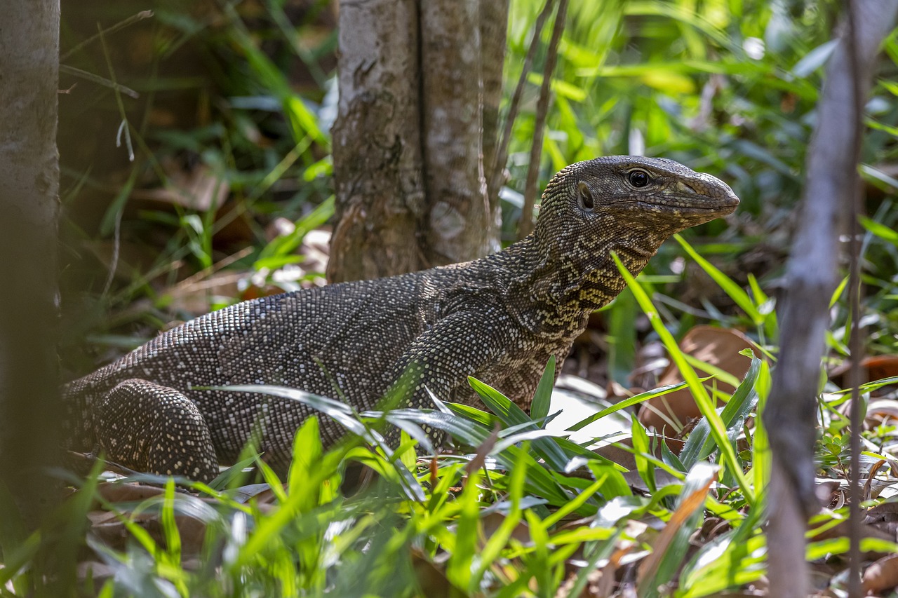 Water Monitor Full Grown