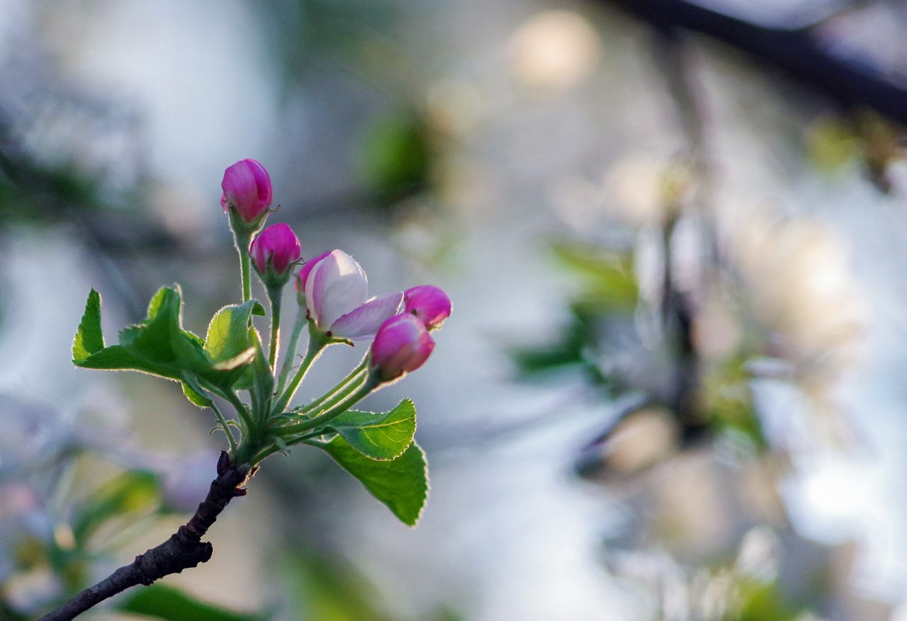 Fleur De Pommier Bourgeon Le - Photo gratuite sur Pixabay - Pixabay