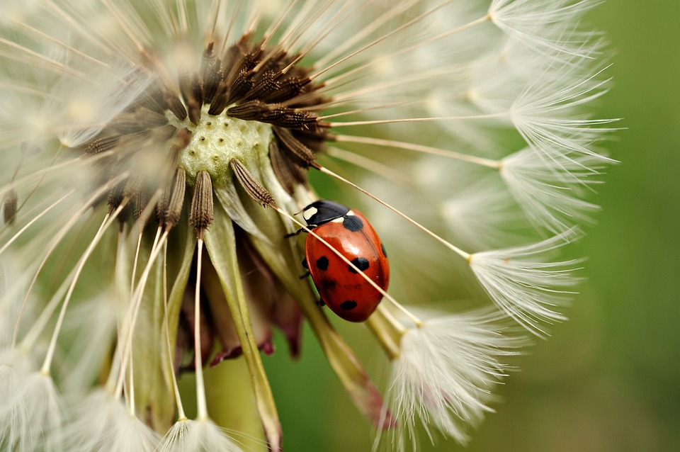 Marienkäfer Pusteblume Makro - Kostenloses Foto auf Pixabay - Pixabay