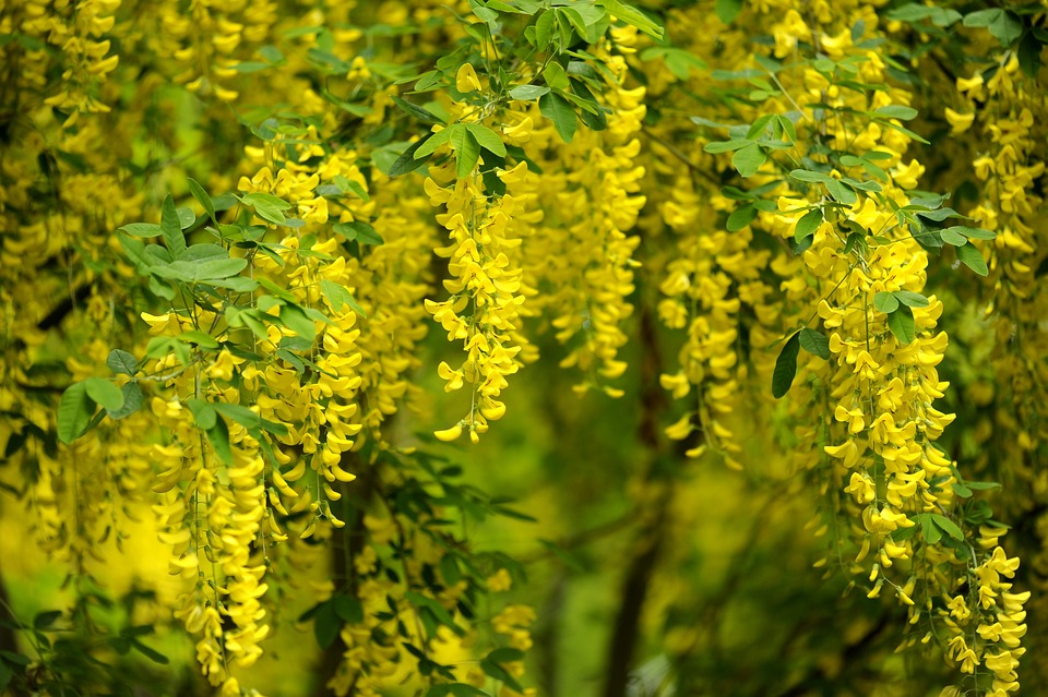 Tree Laburnum Nature - Free photo on Pixabay