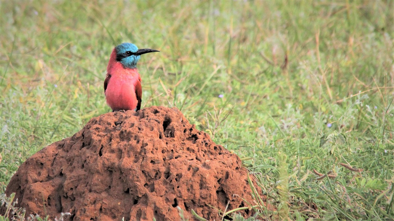 Northern Carmine Bee-Eater Uganda - Free photo on Pixabay - Pixabay