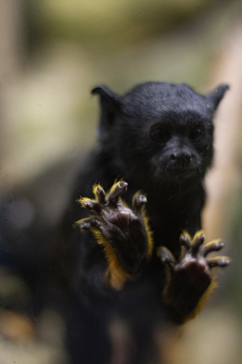 Monkey Fauna Cute - Free photo on Pixabay - Pixabay
