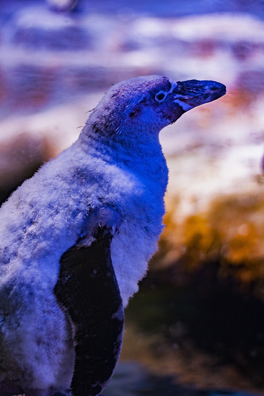 Penguin Old Animal - Free photo on Pixabay - Pixabay
