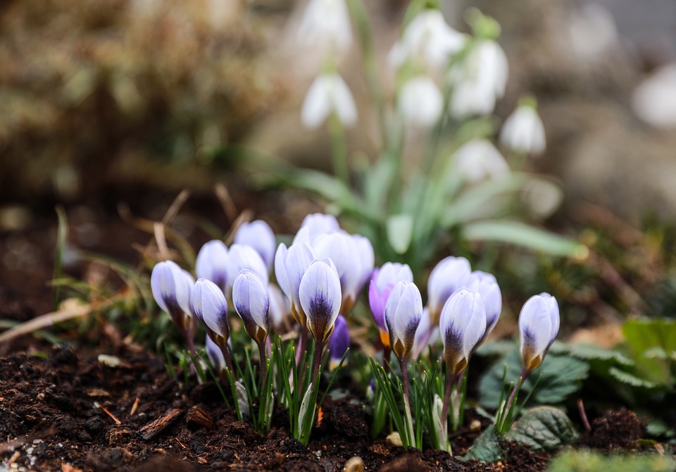 Crocus Saffron Snowdrop - Free photo on Pixabay - Pixabay