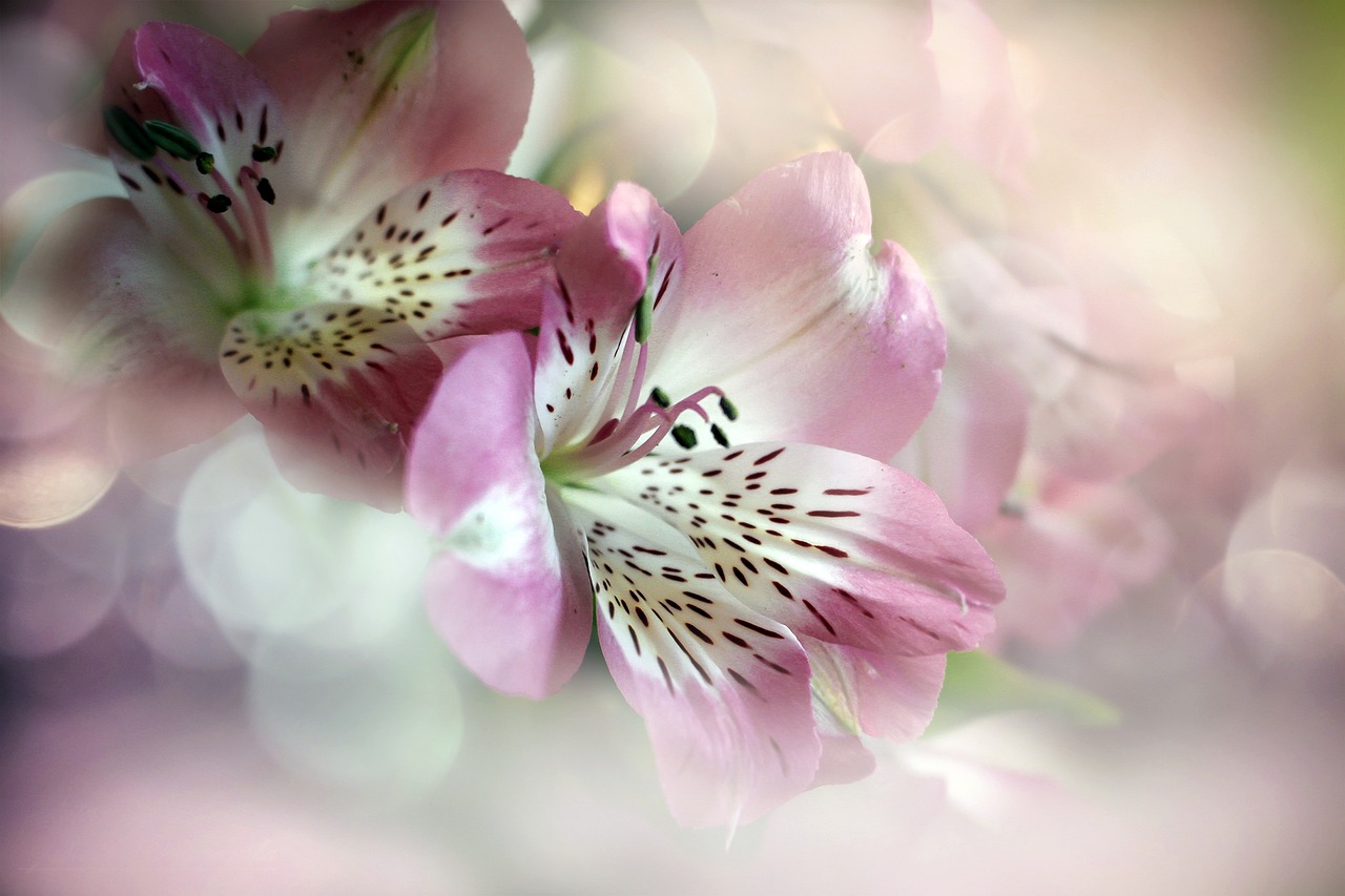 Flower Flowers Nature - Free photo on Pixabay - Pixabay
