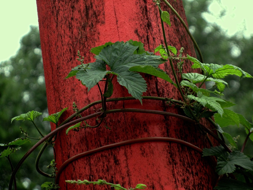 Climbing Plant Climber Leaves Free Photo On Pixabay Pixabay climbing-plant-climber-leaves-free-photo-on-pixabay-pixabay