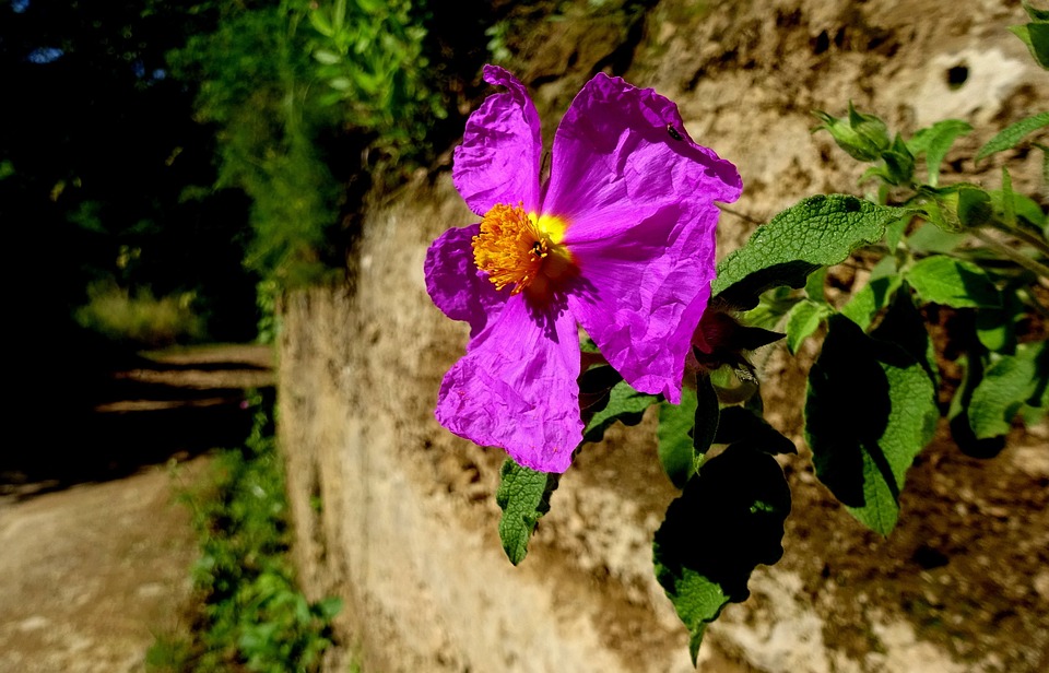 Flor Face De Rocha Flora - Foto gratuita no Pixabay - Pixabay
