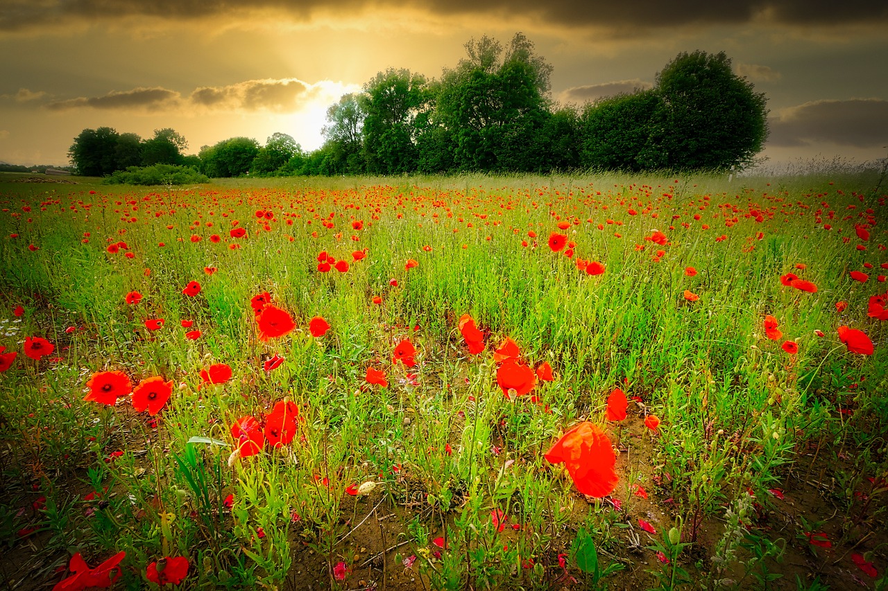 Poppy Field Corn - Free photo on Pixabay - Pixabay