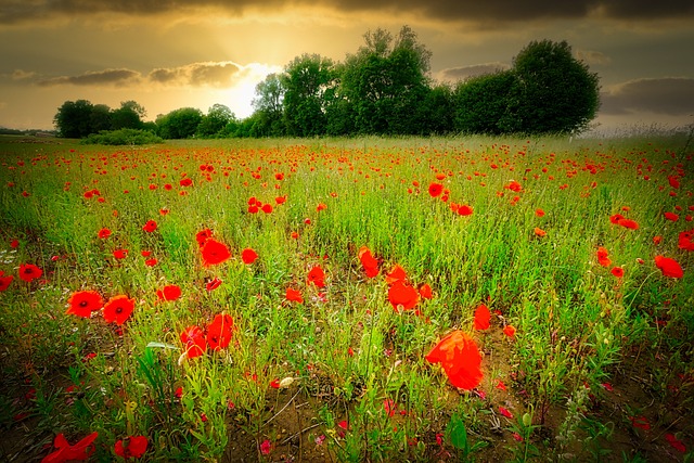 Mohnfeld Mohnblume Mohn - Kostenloses Foto auf Pixabay - Pixabay
