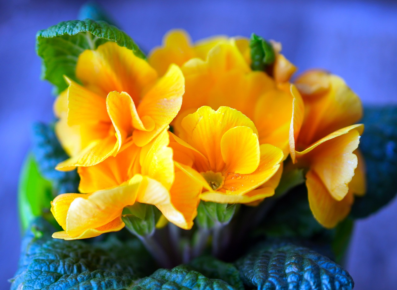 Plus de 1 000 images de Primevères et de Le Printemps - Pixabay