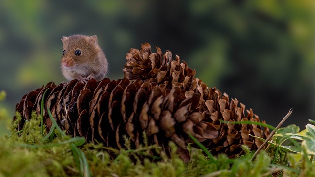 Más de 1 000 fotos de Raton y Ratón gratis - Pixabay