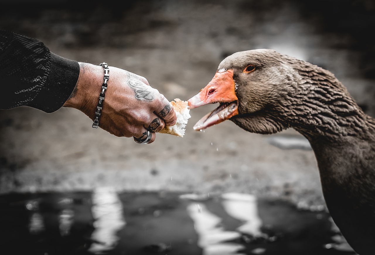 Duck Beak To Eat - Free photo on Pixabay