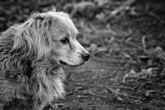 Dog Portrait Pet - Free photo on Pixabay - Pixabay