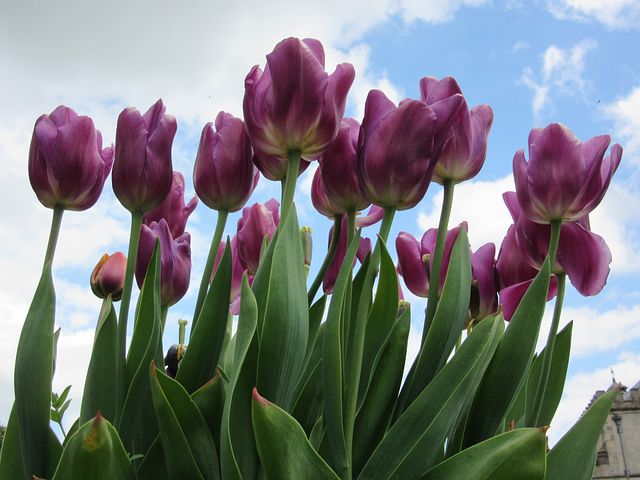 200+ Gambar Tulip Hitam & Tulip Gratis - Pixabay