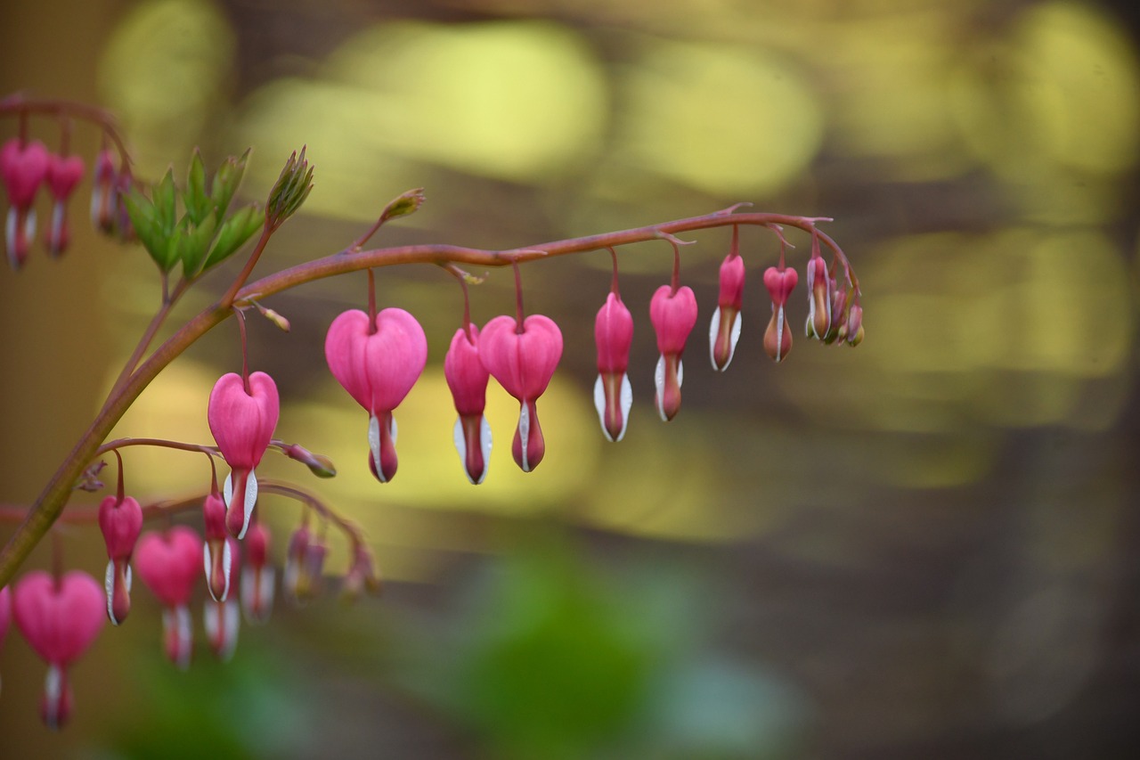 Crying Heart Garden Pink - Free photo on Pixabay - Pixabay