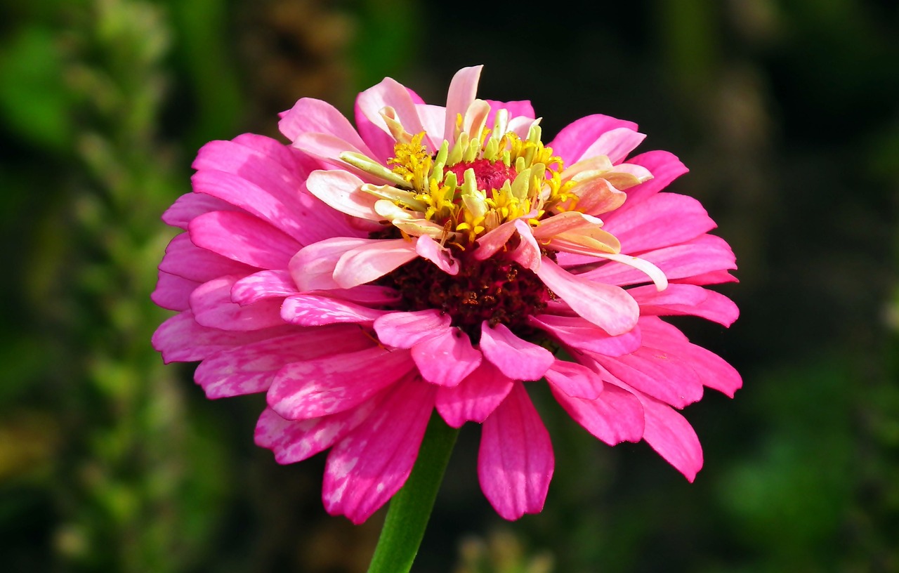 Zinnia Flor Rosado - Foto gratis en Pixabay - Pixabay