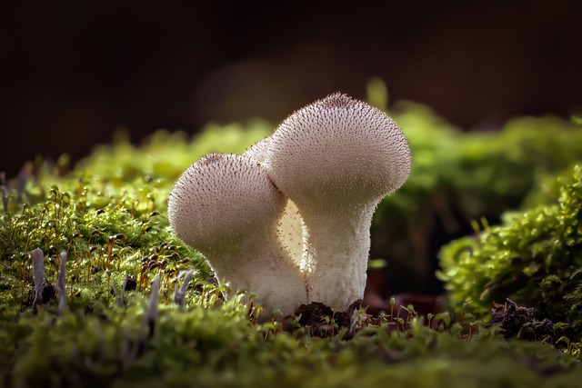 Cogumelos Natureza Floresta - Foto gratuita no Pixabay - Pixabay