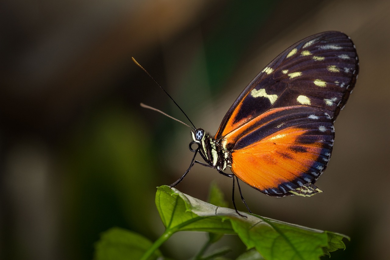 Papillon La Nature Insecte - Photo gratuite sur Pixabay - Pixabay