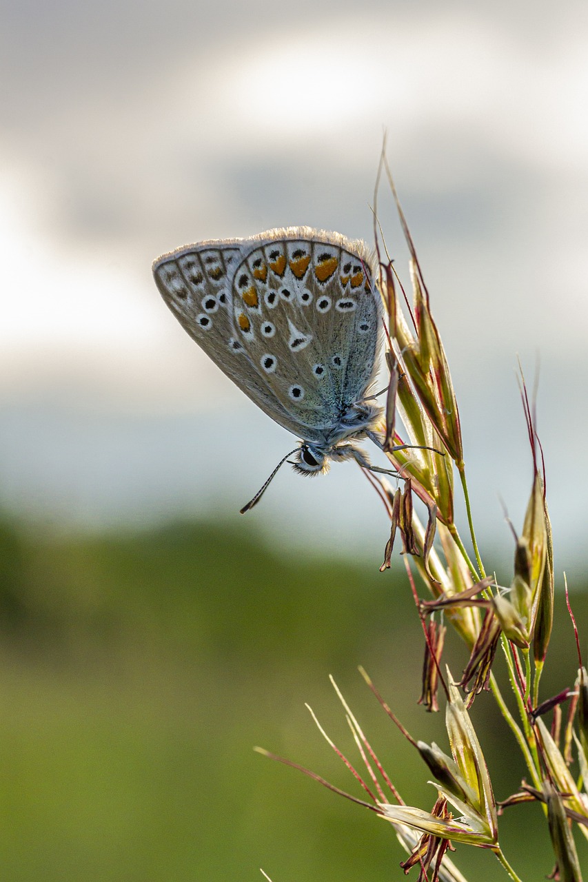 Common Blue Polyommatus Icarus - Free photo on Pixabay - Pixabay