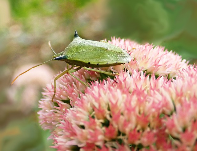 Insecto Verde Blindaje - Foto gratis en Pixabay - Pixabay