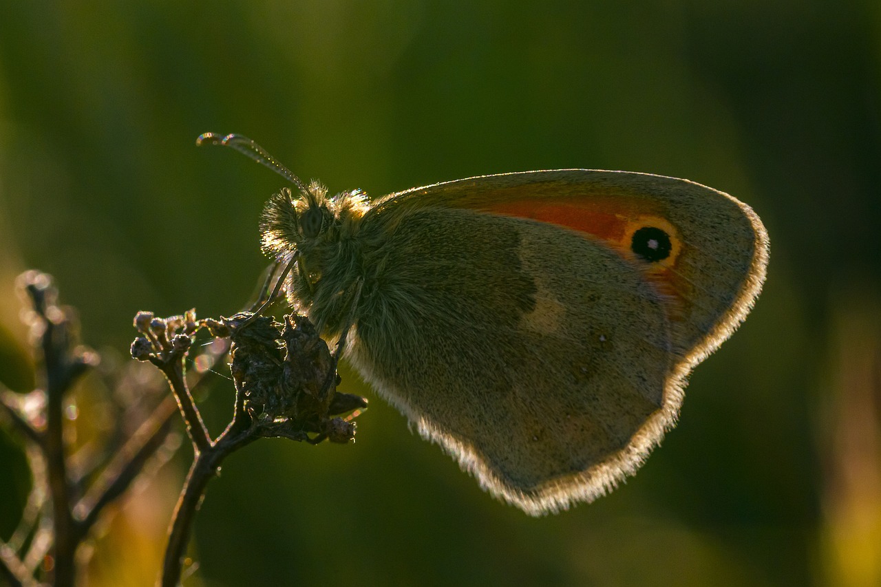Large Heath Common Ringlet - Free photo on Pixabay