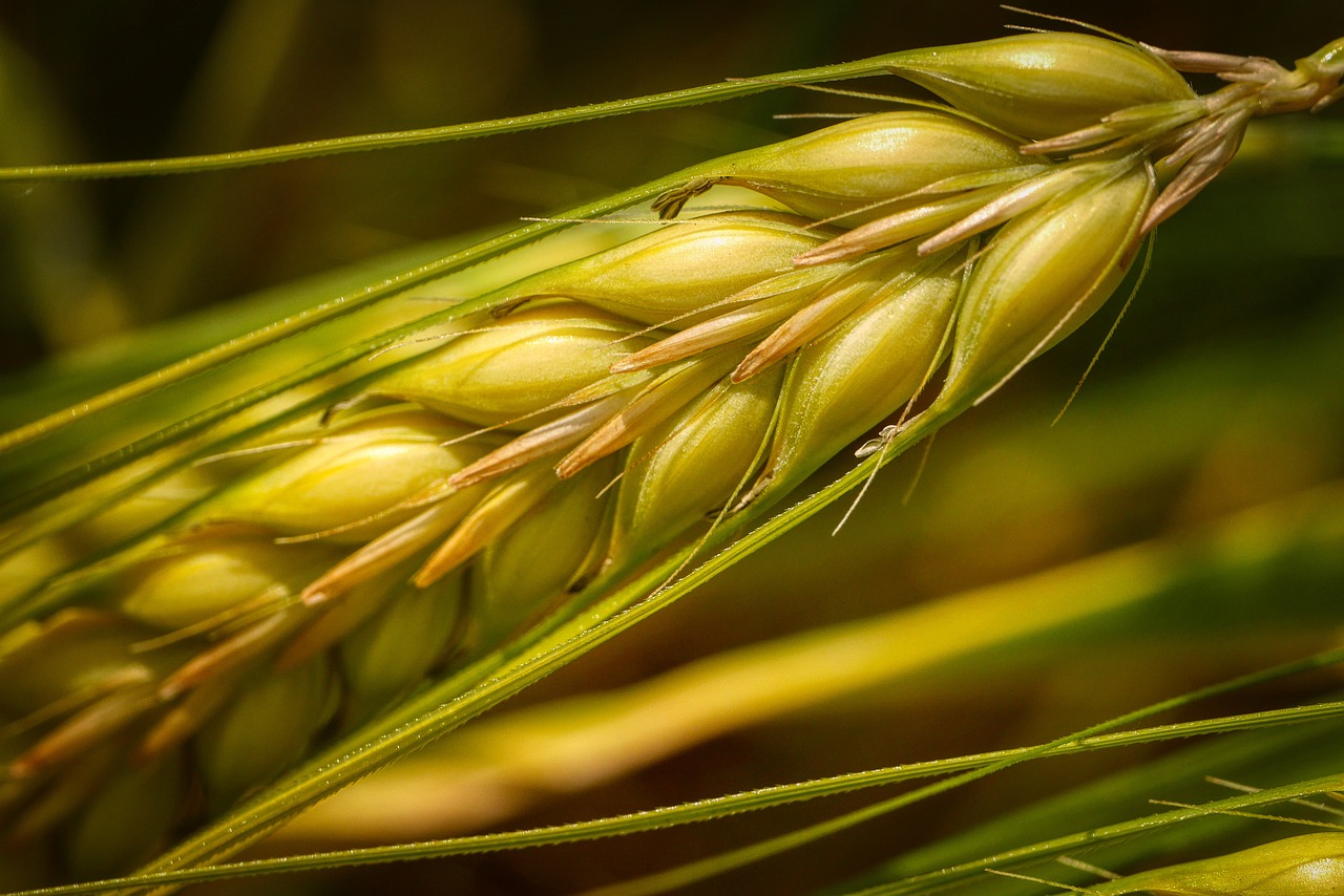 50,000+ Free Grain In Ear & Wheat Images - Pixabay