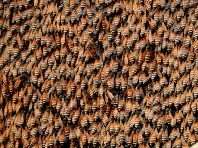 Bijen Honing Insect - Gratis foto op Pixabay - Pixabay