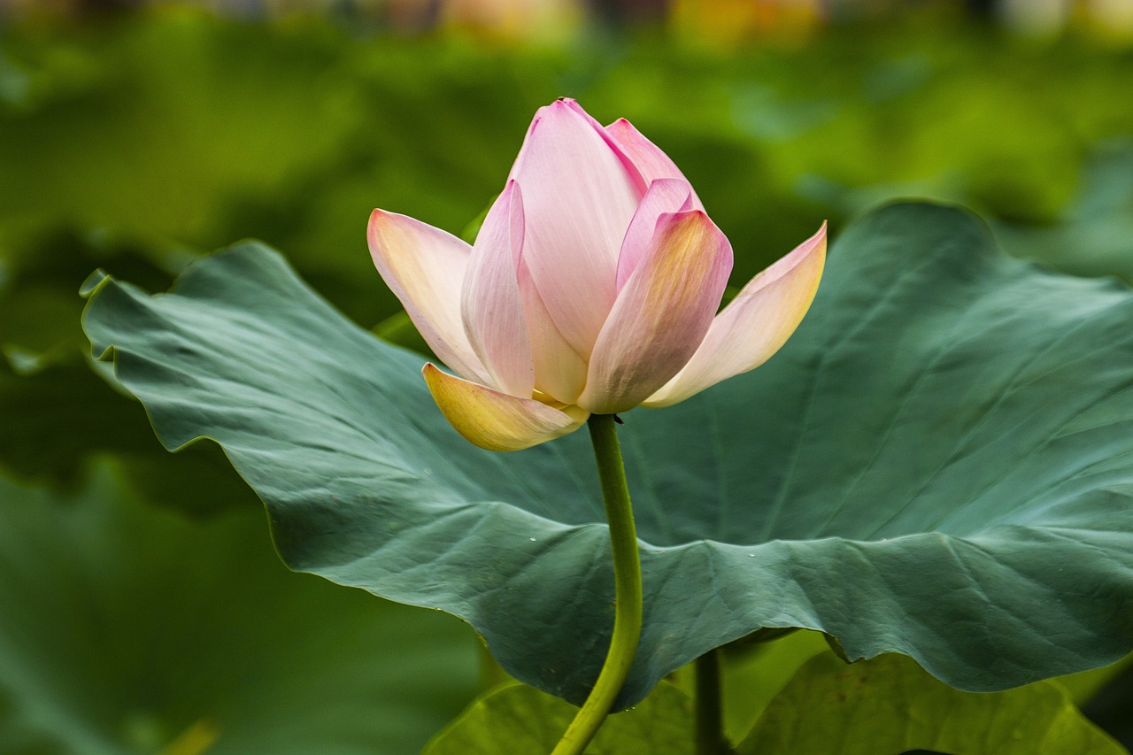 Naturaleza Flor Corea - Foto gratis en Pixabay - Pixabay